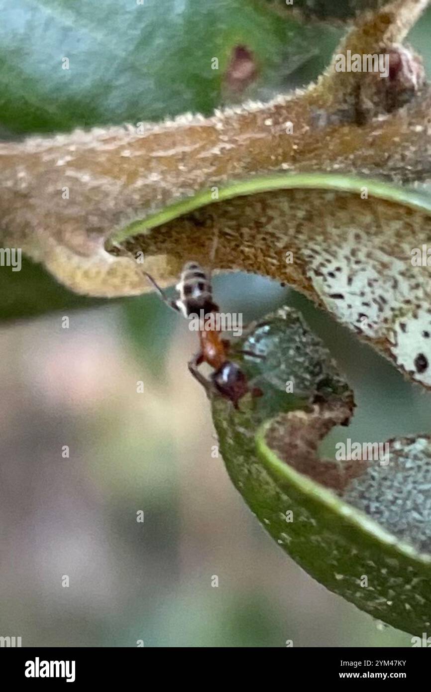 Western Velvety Tree Ant (Liometopum occidentale Stock Photo - Alamy