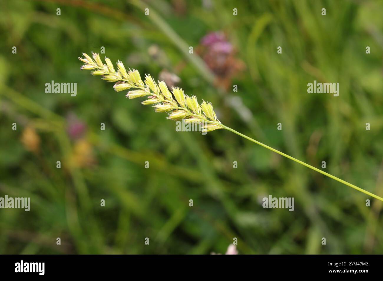 crested dogtail grass (Cynosurus cristatus Stock Photo - Alamy