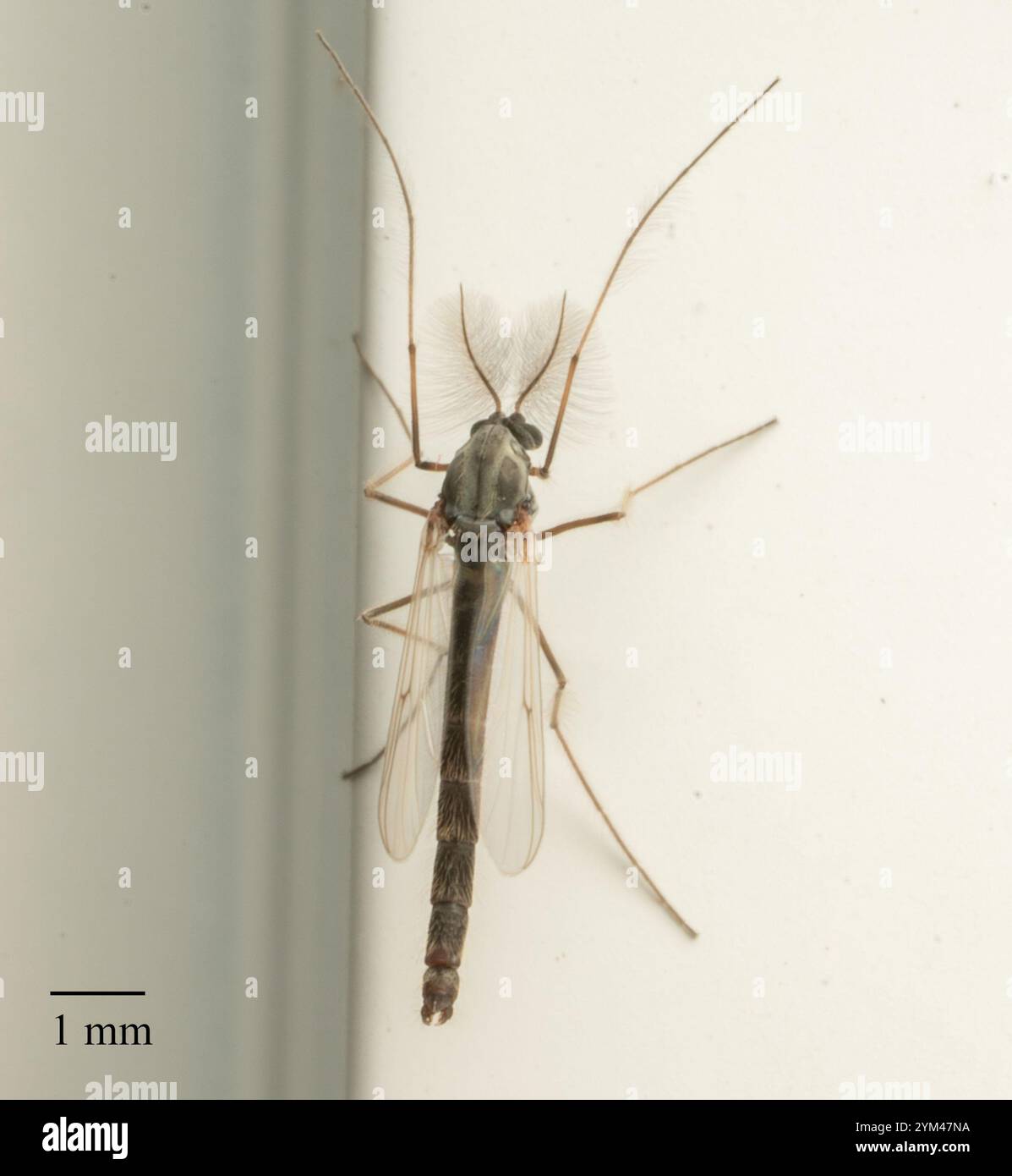 Non-biting Midges (Chironomidae Stock Photo - Alamy