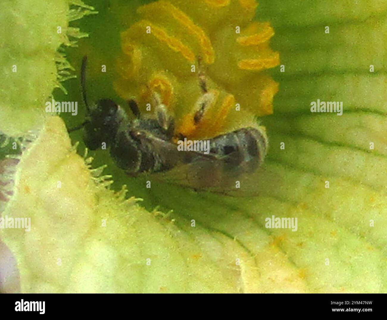 Cucumber Bushpumpkin (Coccinia rehmannii Stock Photo - Alamy