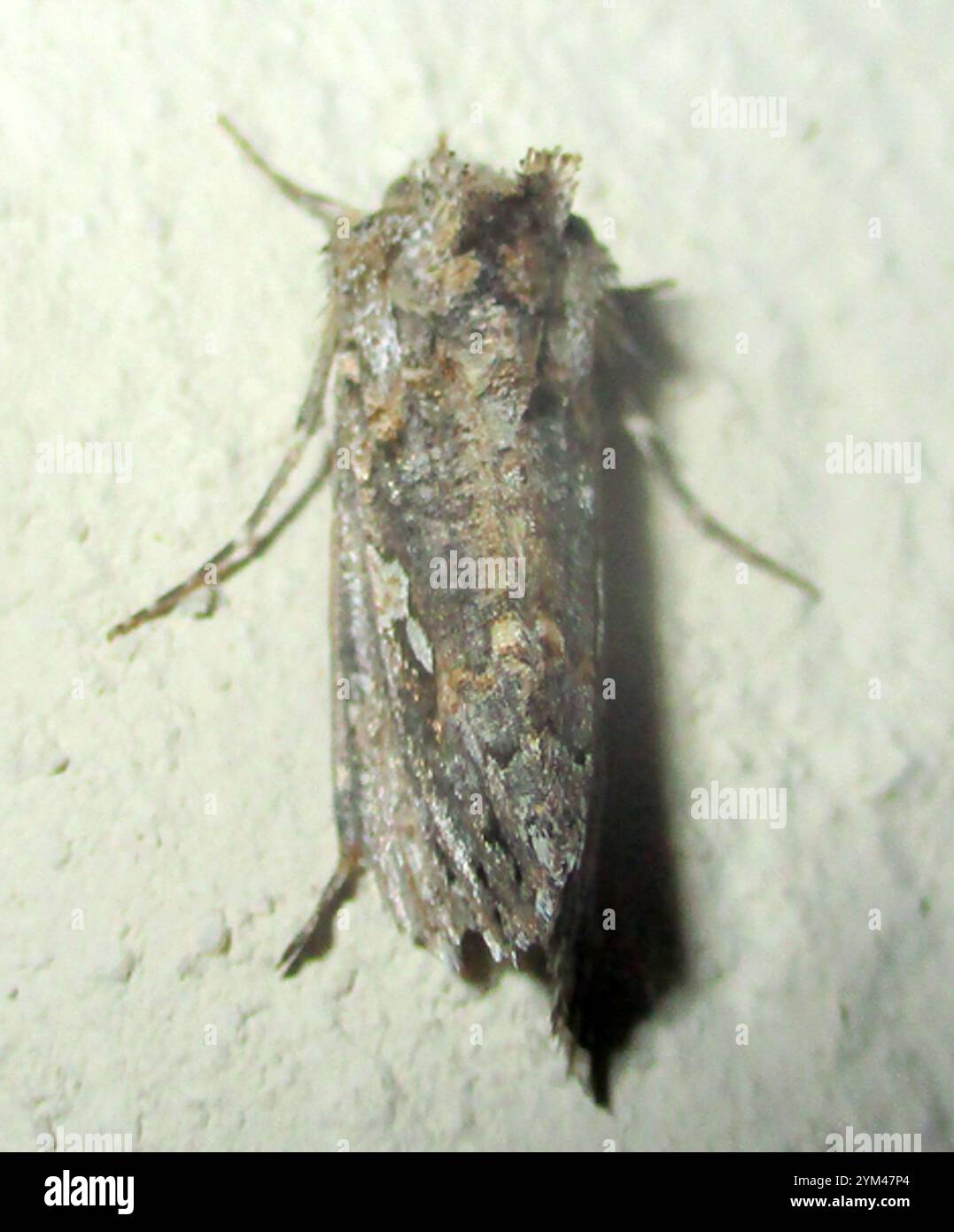 Plusiine Looper Moths (Plusiinae Stock Photo - Alamy