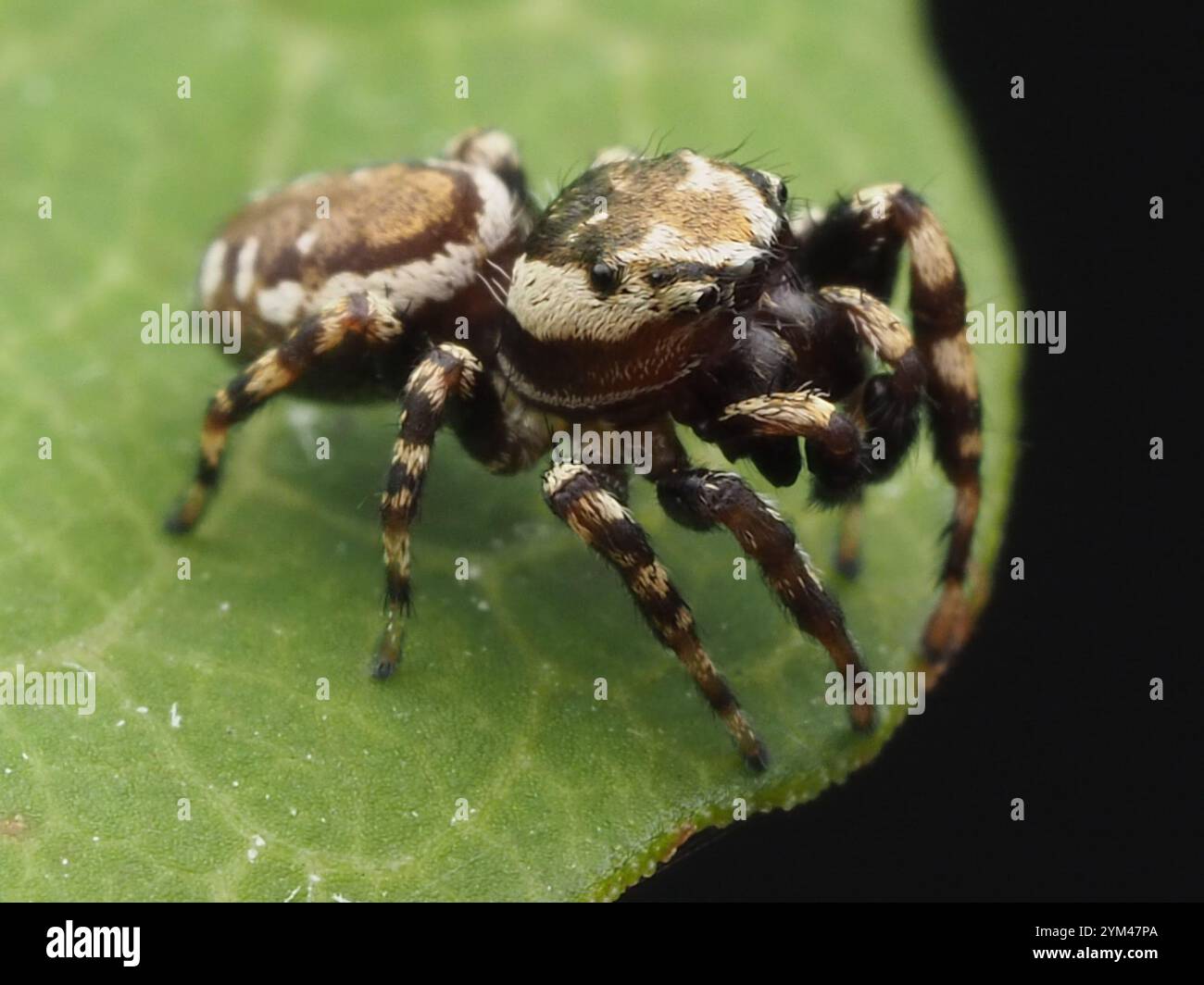 Peppered Jumping Spider (Pelegrina galathea Stock Photo - Alamy