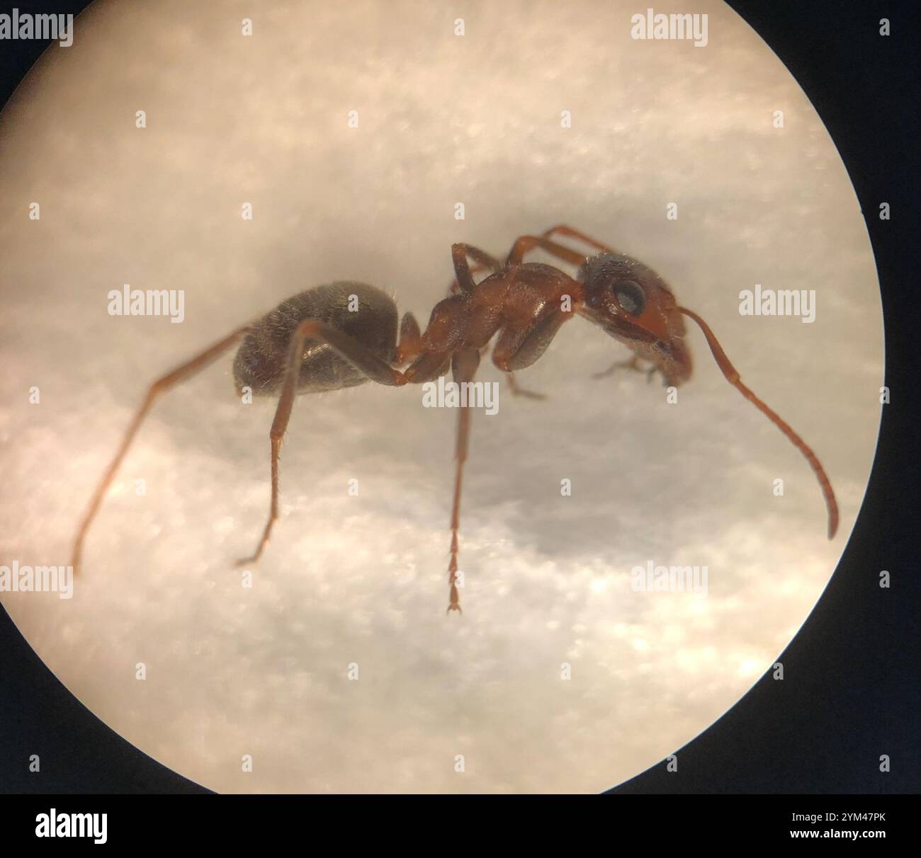 fusca-group Field Ants and Allies (Formica fusca Stock Photo - Alamy