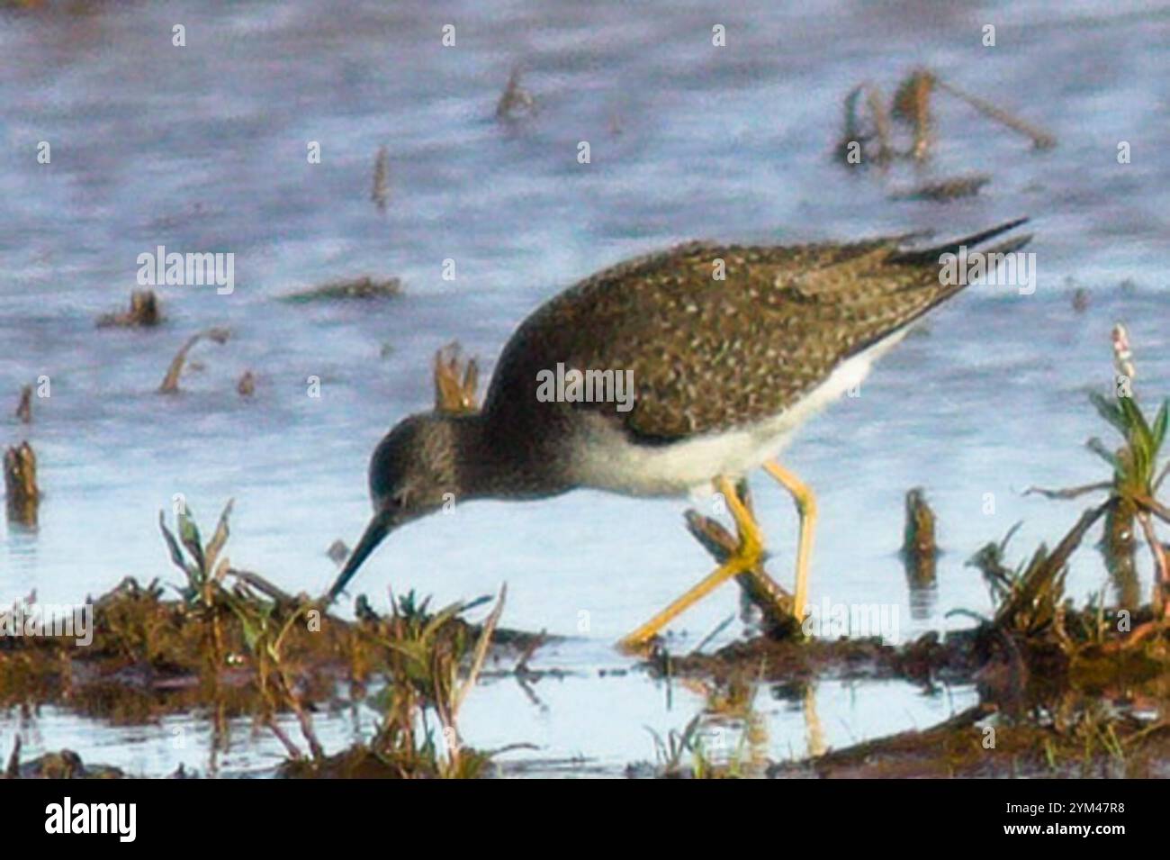 Lesser Yellowlegs (Tringa flavipes Stock Photo - Alamy