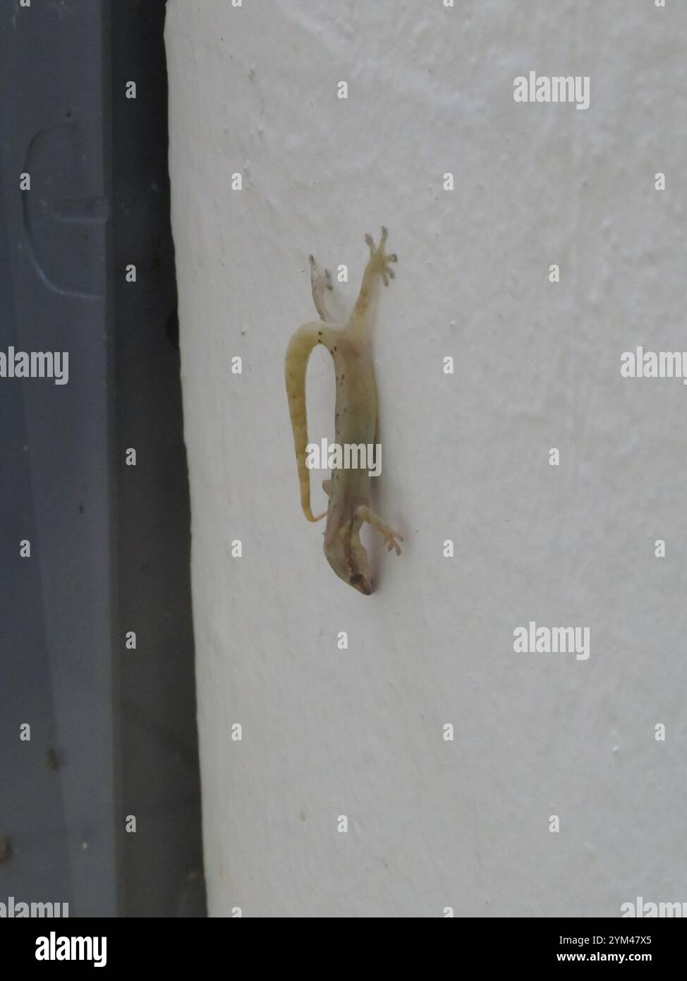 Mourning Gecko (Lepidodactylus lugubris Stock Photo - Alamy