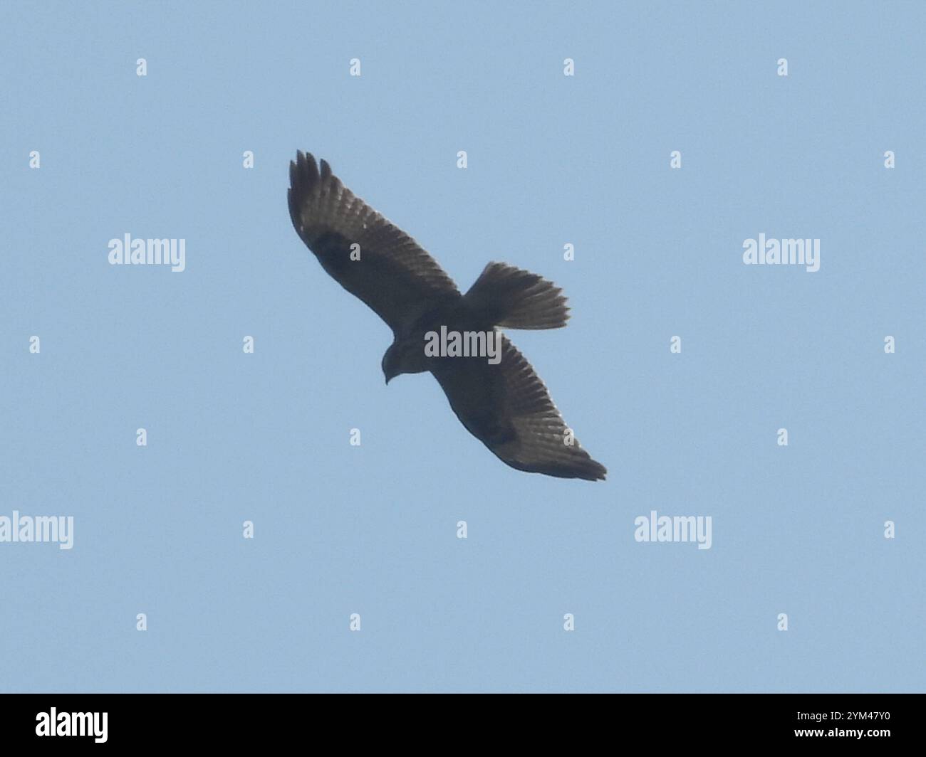 Eastern Buzzard (Buteo japonicus Stock Photo - Alamy