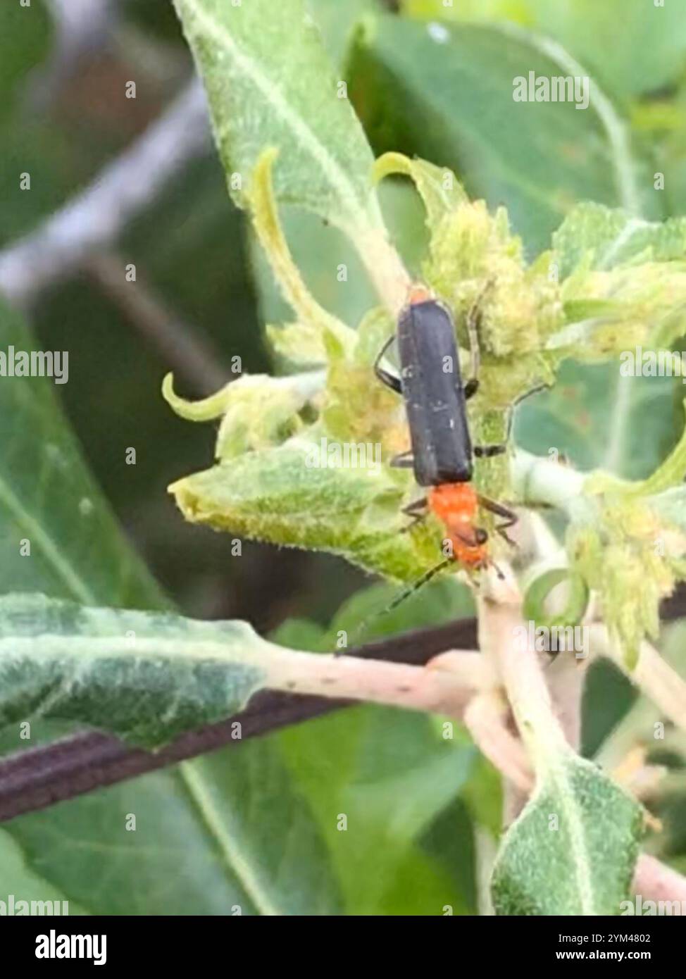 Downy Leather-winged Beetle (Podabrus pruinosus Stock Photo - Alamy