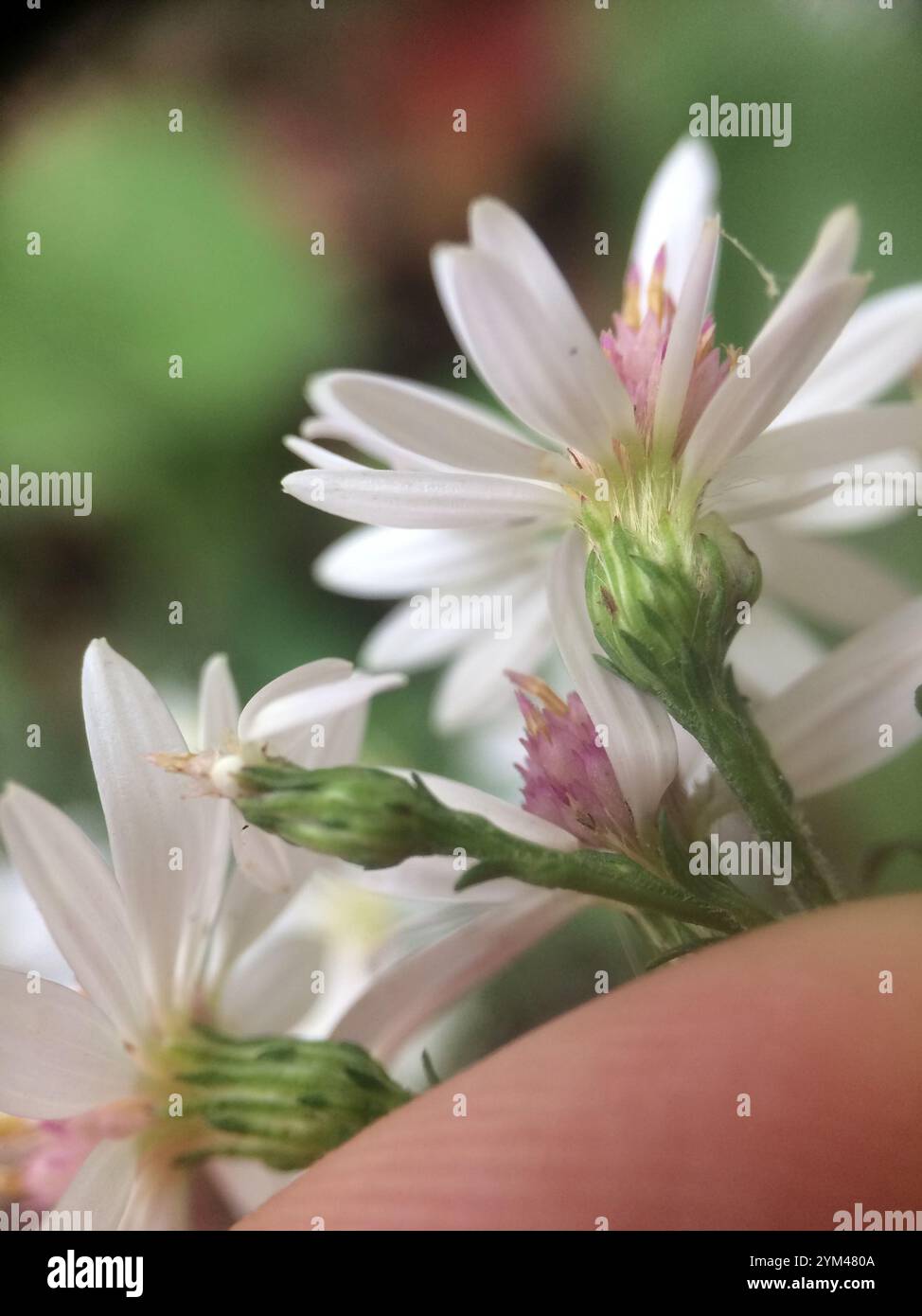 Common Blue Wood Aster (Symphyotrichum cordifolium Stock Photo - Alamy