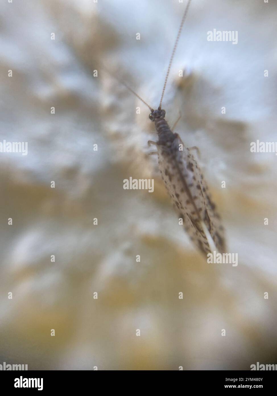 Micromus variegatus hi-res stock photography and images - Alamy