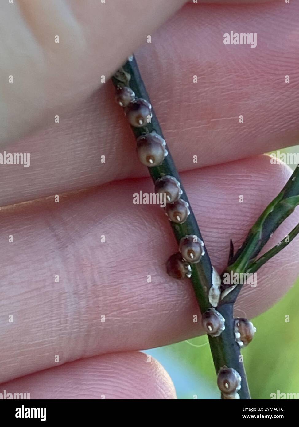 Wax Scales (Ceroplastes Stock Photo - Alamy