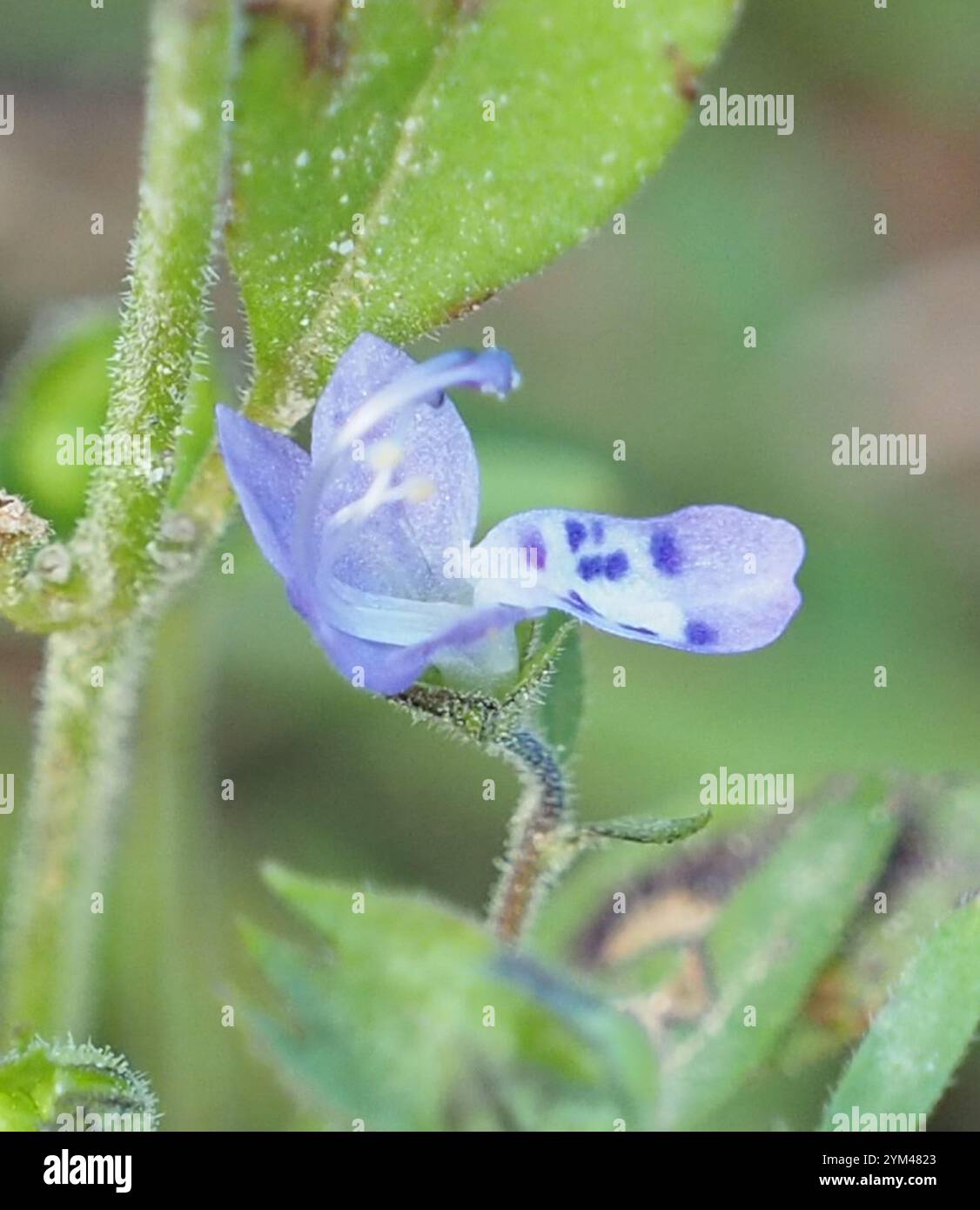 Blue Curls (Trichostema dichotomum Stock Photo - Alamy