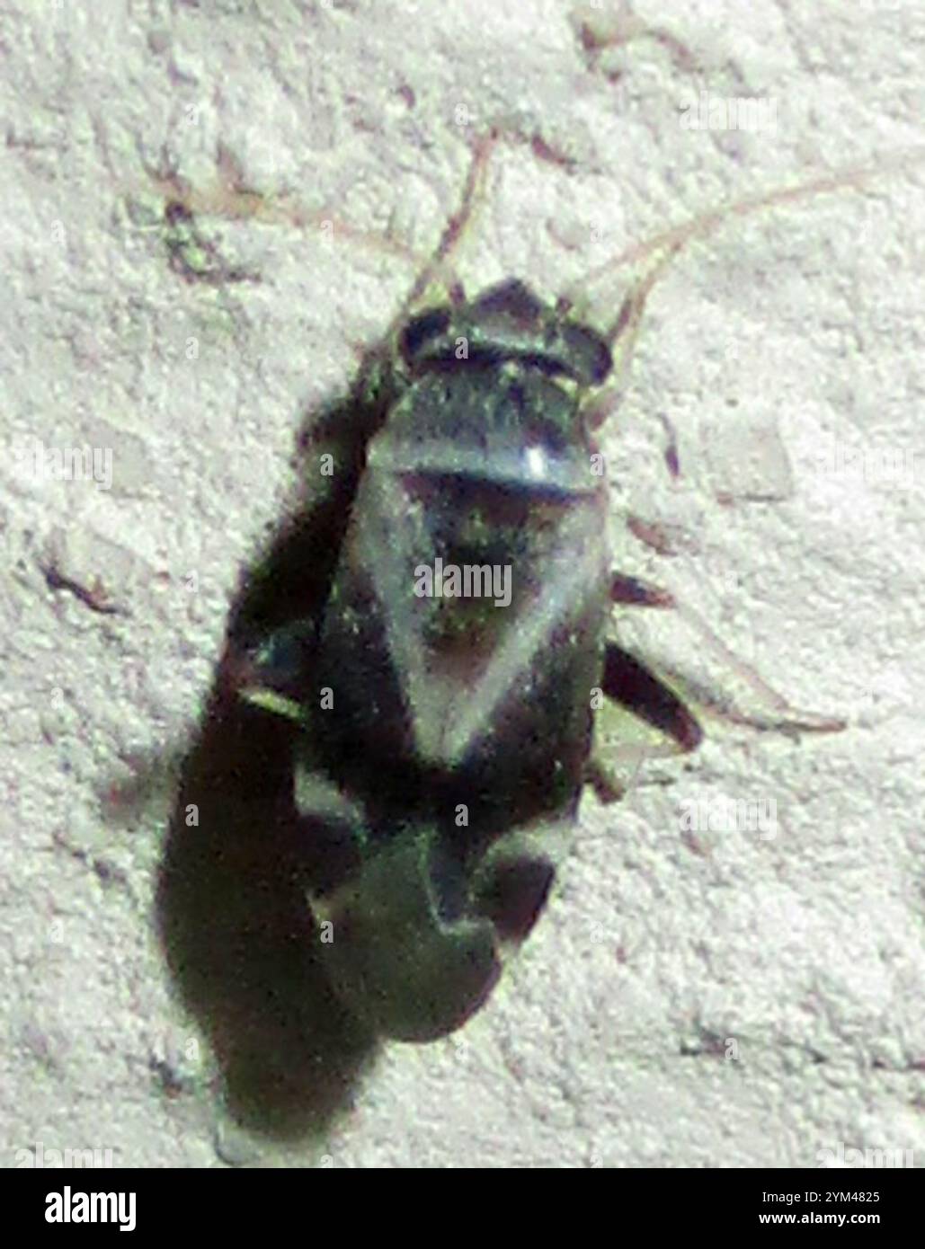 Plant Bugs (Miridae Stock Photo - Alamy