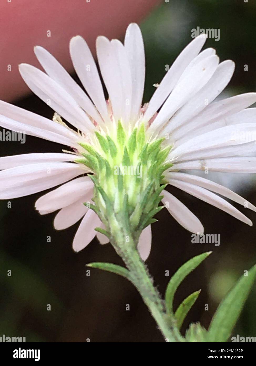 Frost Aster (Symphyotrichum pilosum pilosum Stock Photo - Alamy