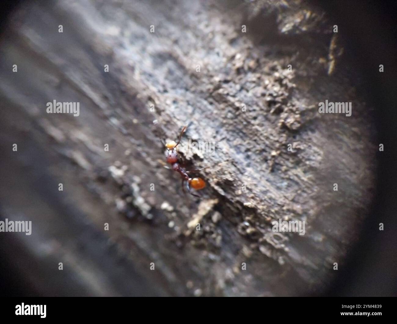 Tennessee collared ant hi-res stock photography and images - Alamy