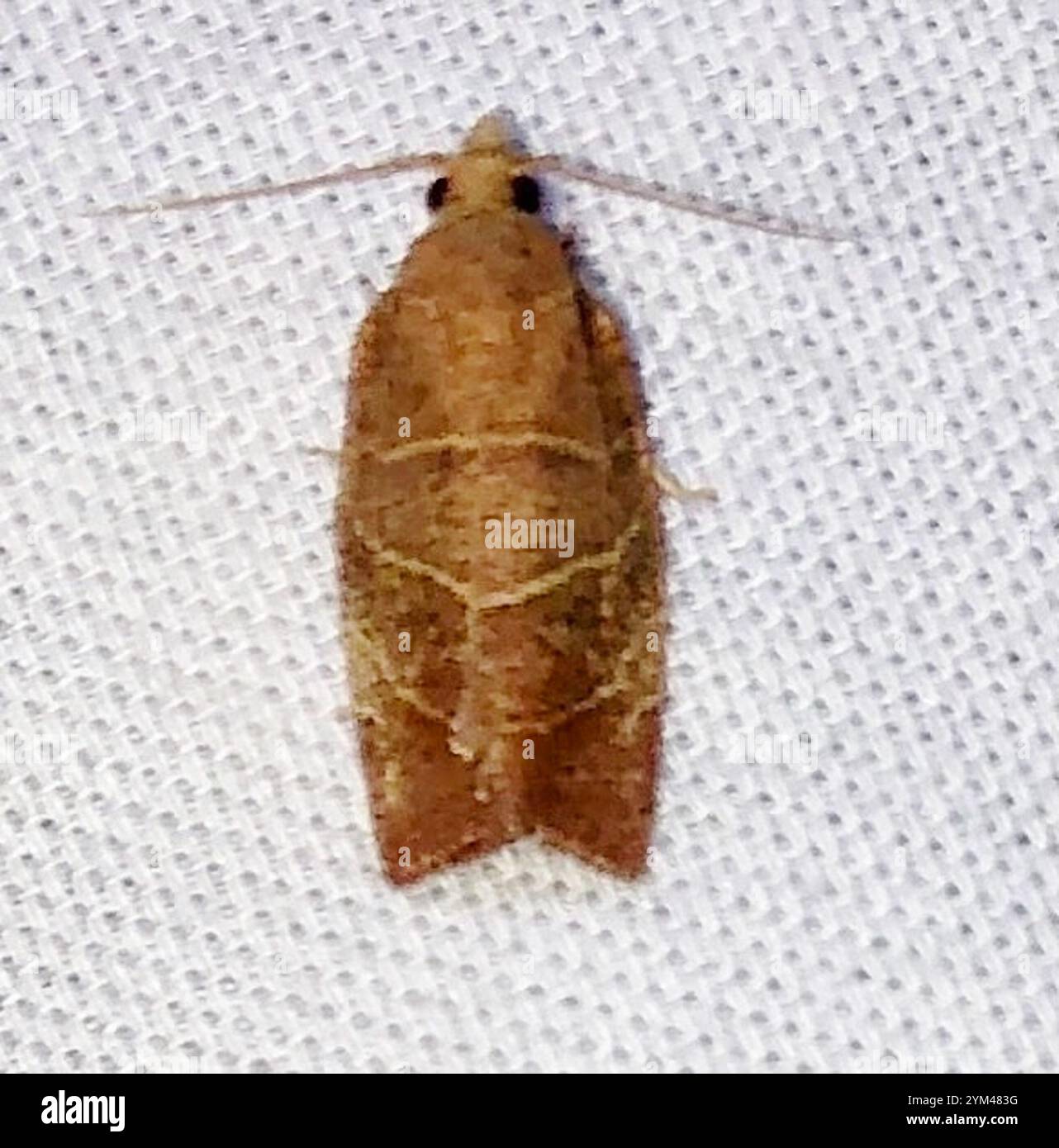 Three-lined Leafroller Moth (Pandemis limitata Stock Photo - Alamy