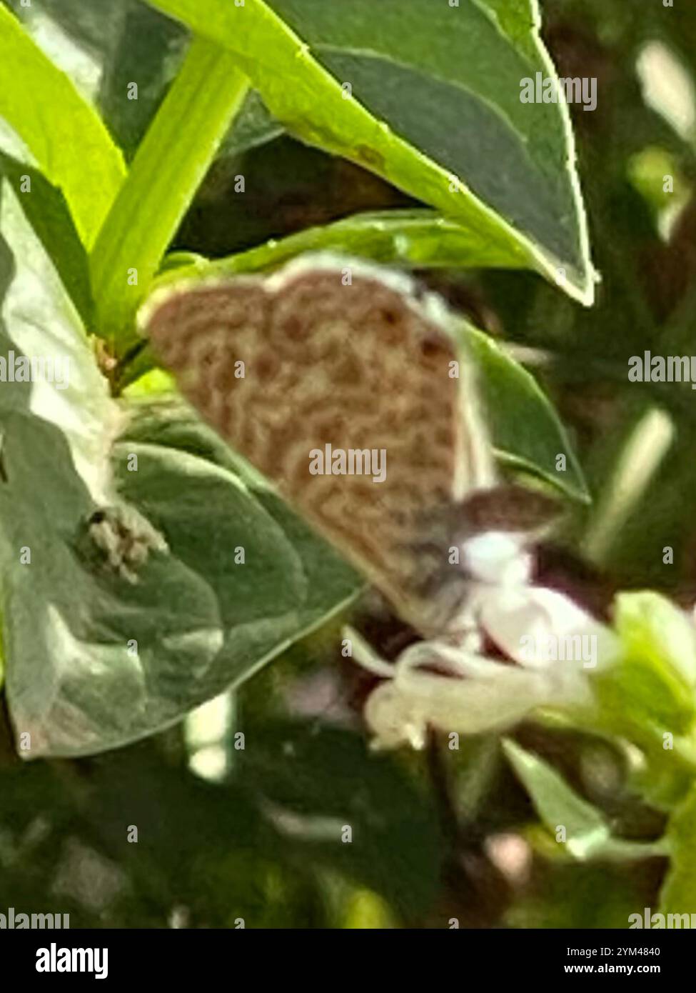 Lang's Short-tailed Blue (Leptotes pirithous Stock Photo - Alamy