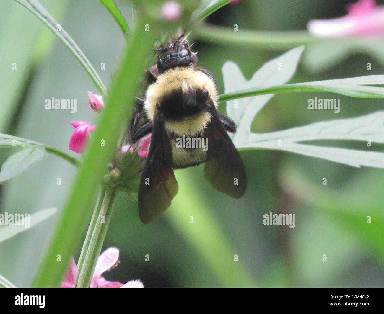 Brazilian Bumble Bee (Bombus brasiliensis Stock Photo - Alamy