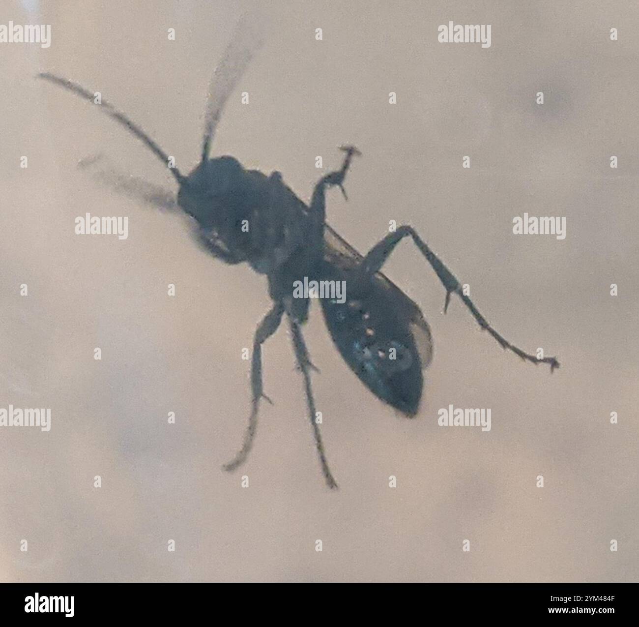 Ants, Bees, and Stinging Wasps (Aculeata Stock Photo - Alamy