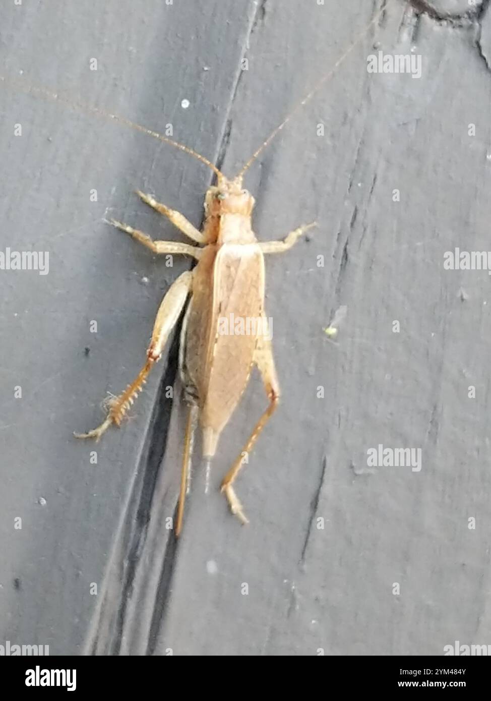 Hapithus hi-res stock photography and images - Alamy