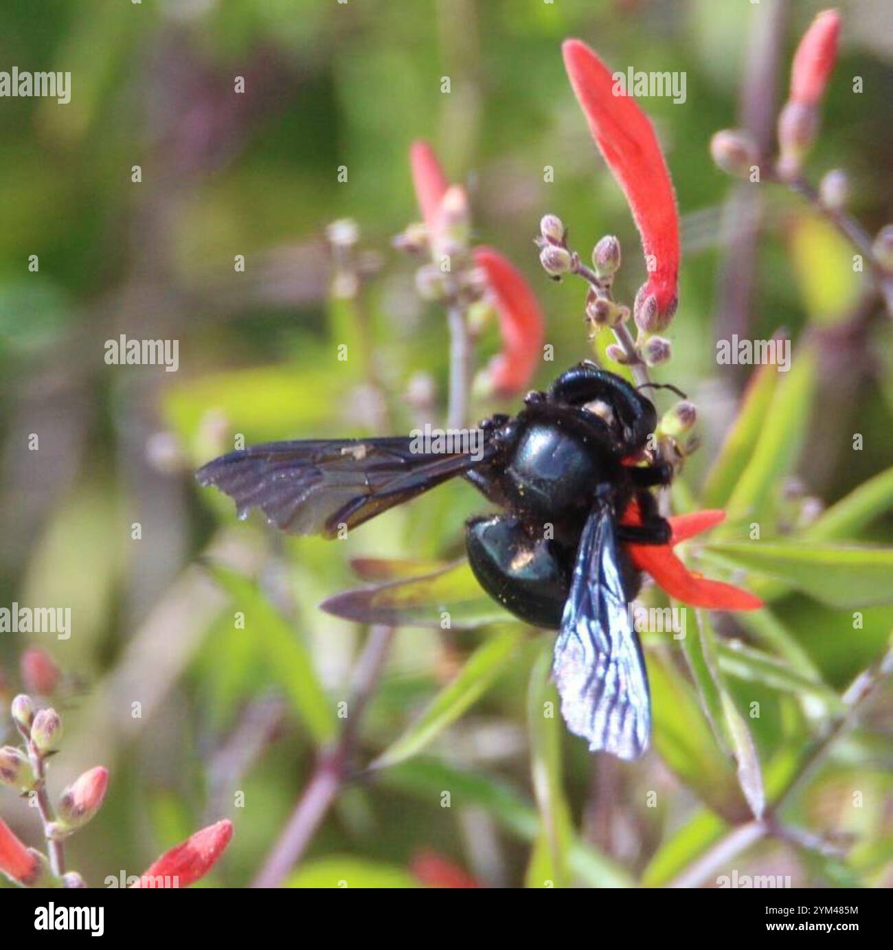 Arizona Carpenter Bee (Xylocopa californica arizonensis Stock Photo - Alamy