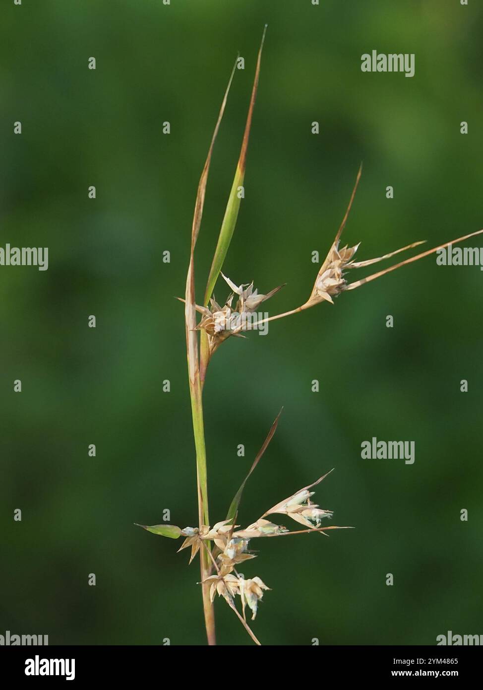Glutene-rice Grass (Apluda mutica Stock Photo - Alamy