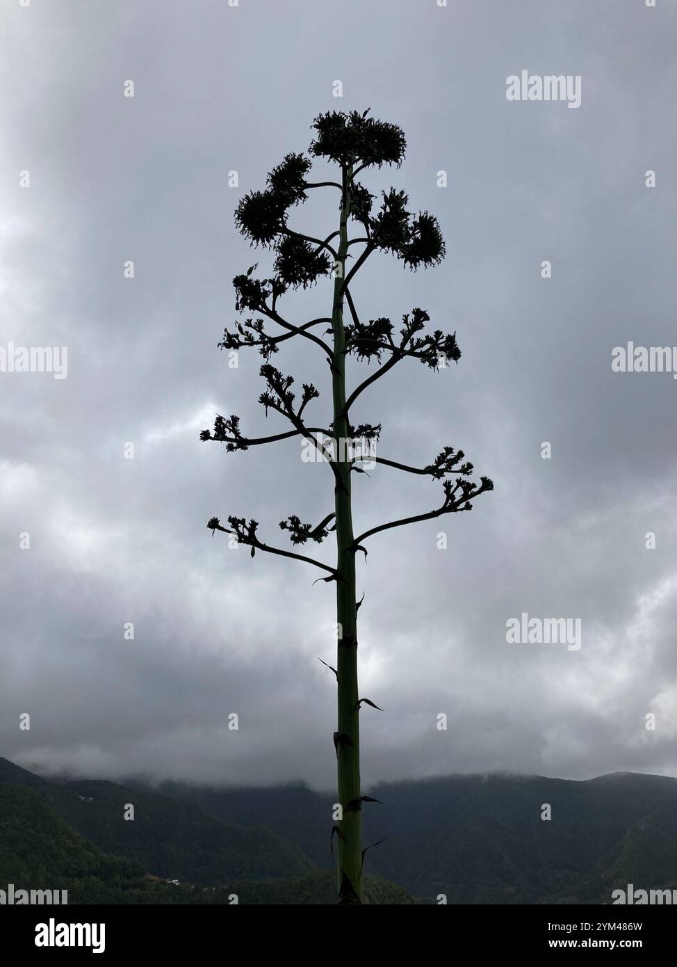 American century plant (Agave americana Stock Photo - Alamy