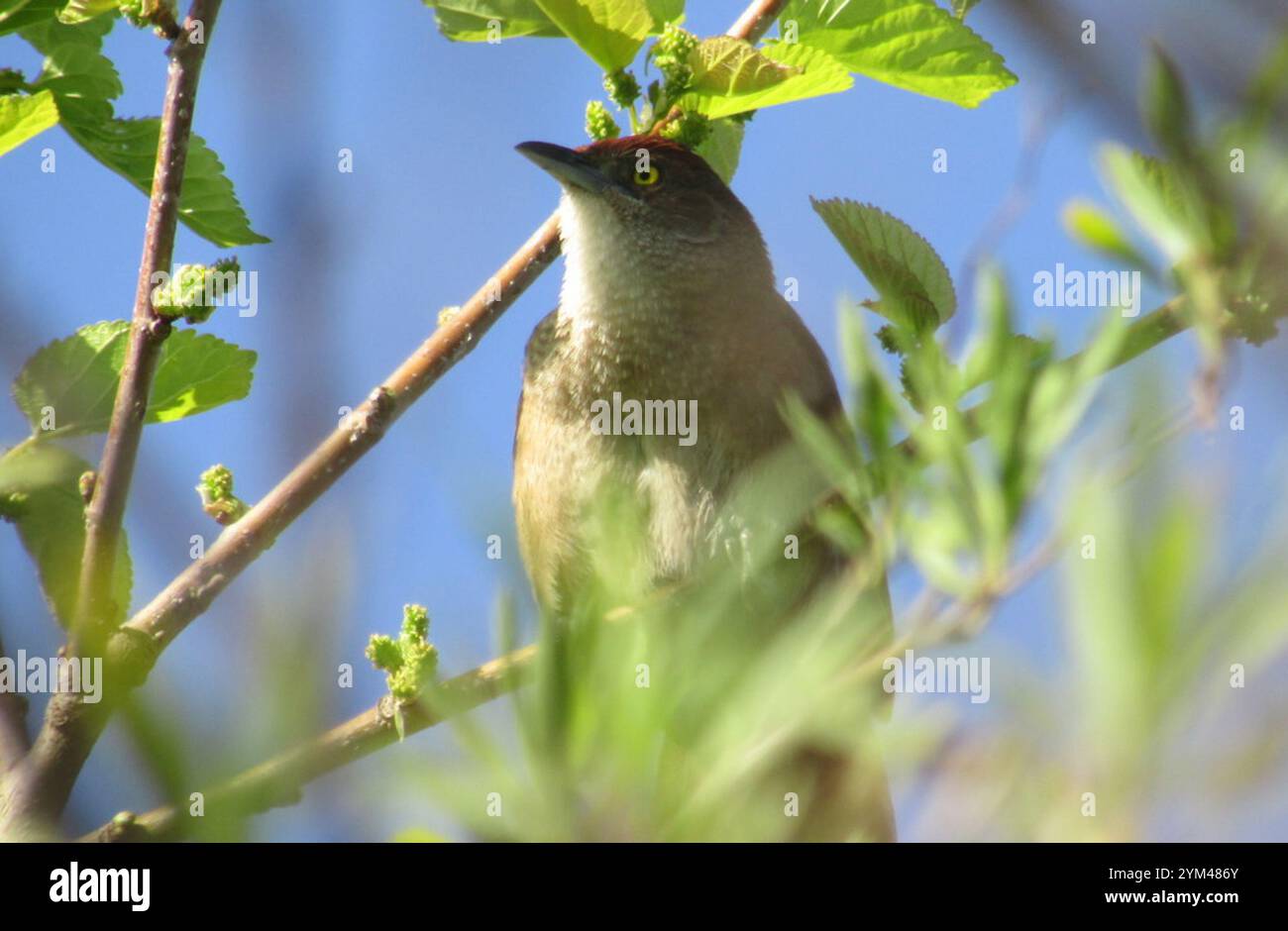Thornbird hi-res stock photography and images - Alamy