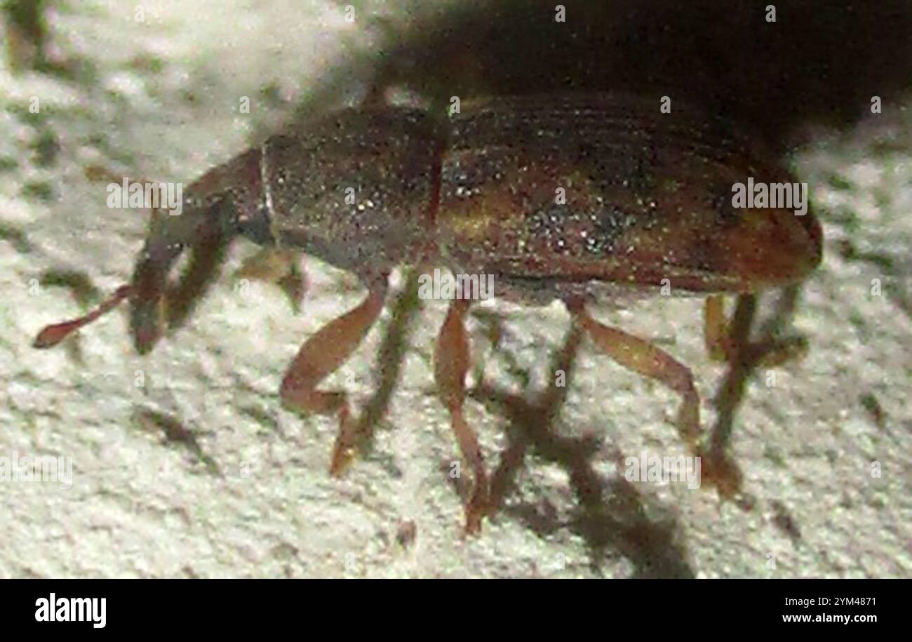 True Weevils (Curculionidae Stock Photo - Alamy