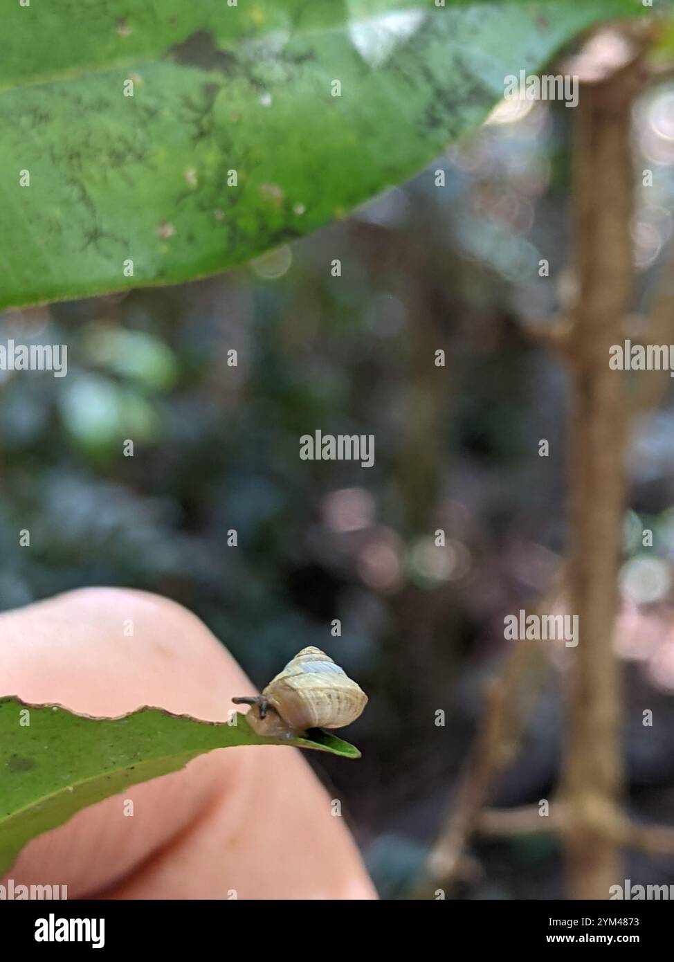 Southern Conical Pinwheel Snail (Hedleyoconcha delta Stock Photo - Alamy