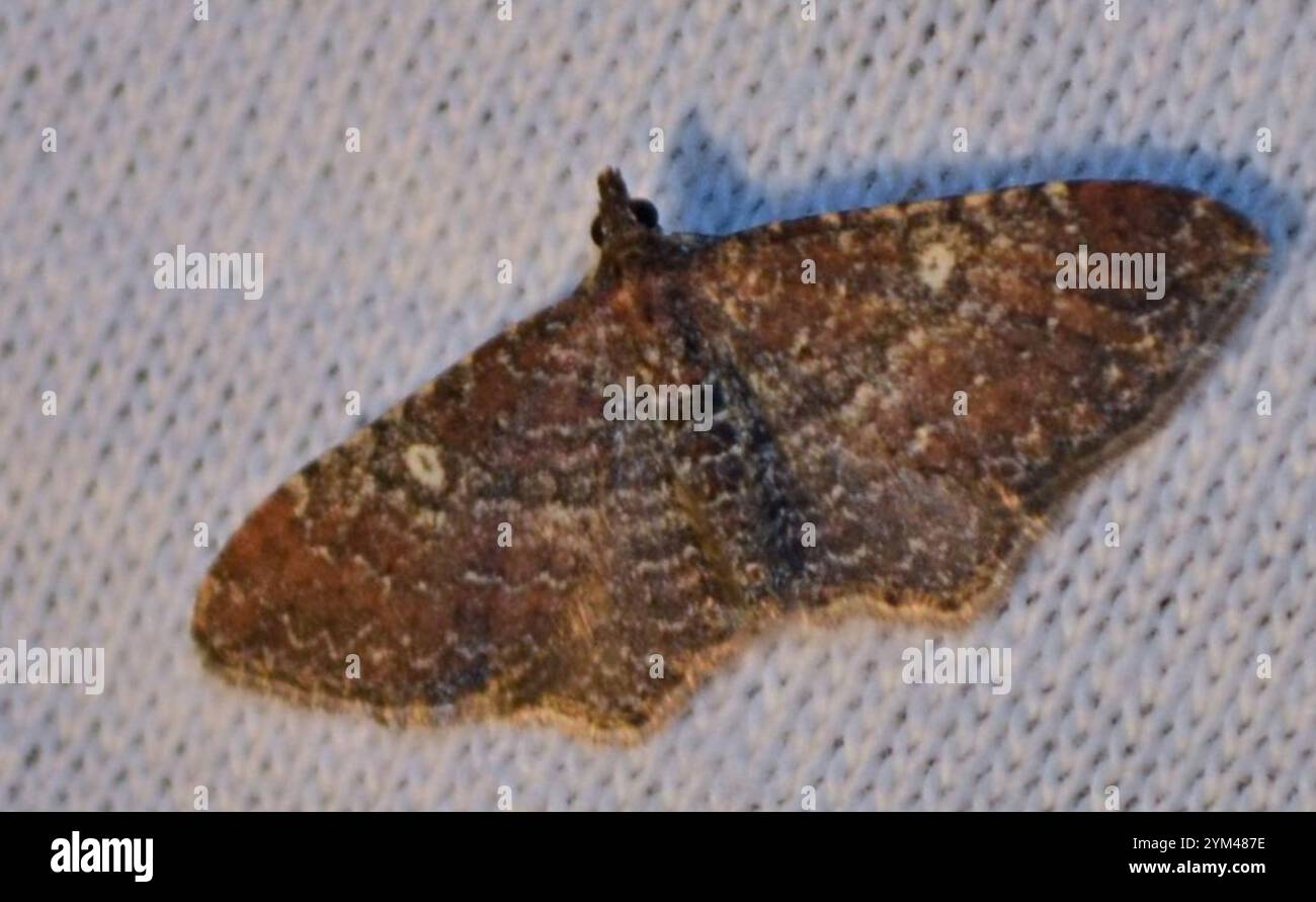 Gem Moth (Orthonama obstipata Stock Photo - Alamy