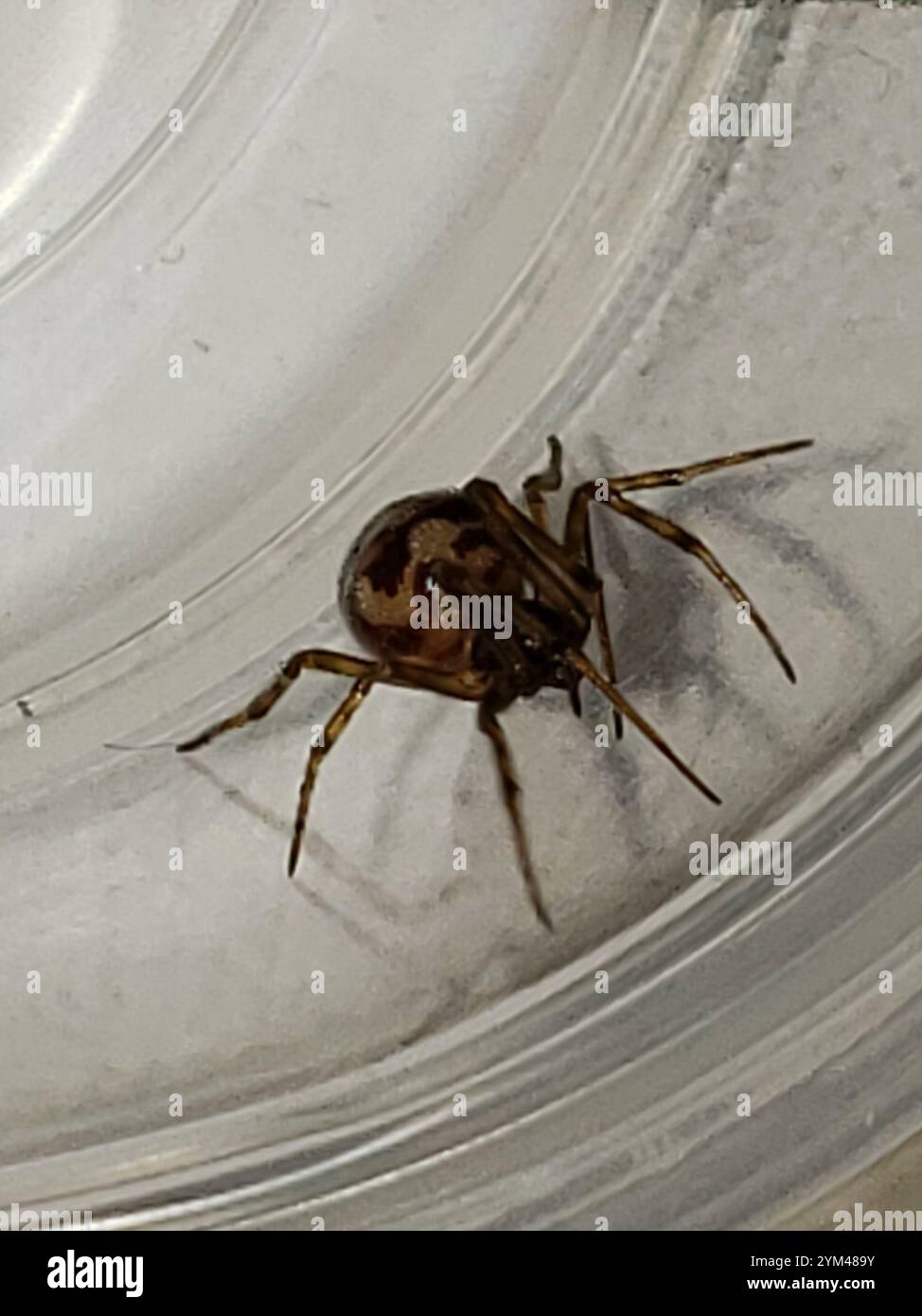 Triangulate Combfoot (Steatoda triangulosa Stock Photo - Alamy