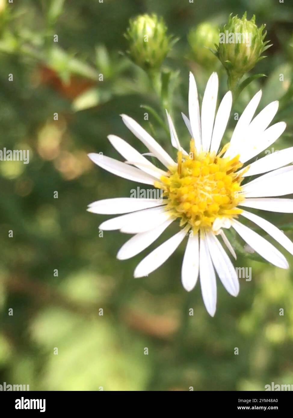 hairy white oldfield aster (Symphyotrichum pilosum Stock Photo - Alamy