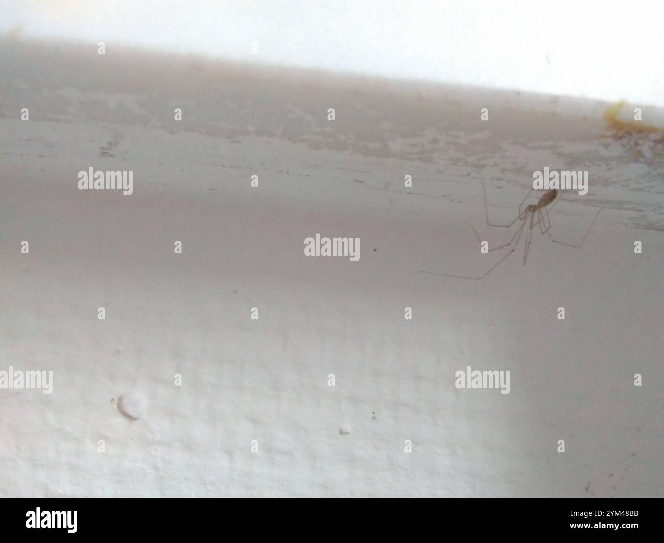 Cellar Spiders (Pholcidae Stock Photo - Alamy