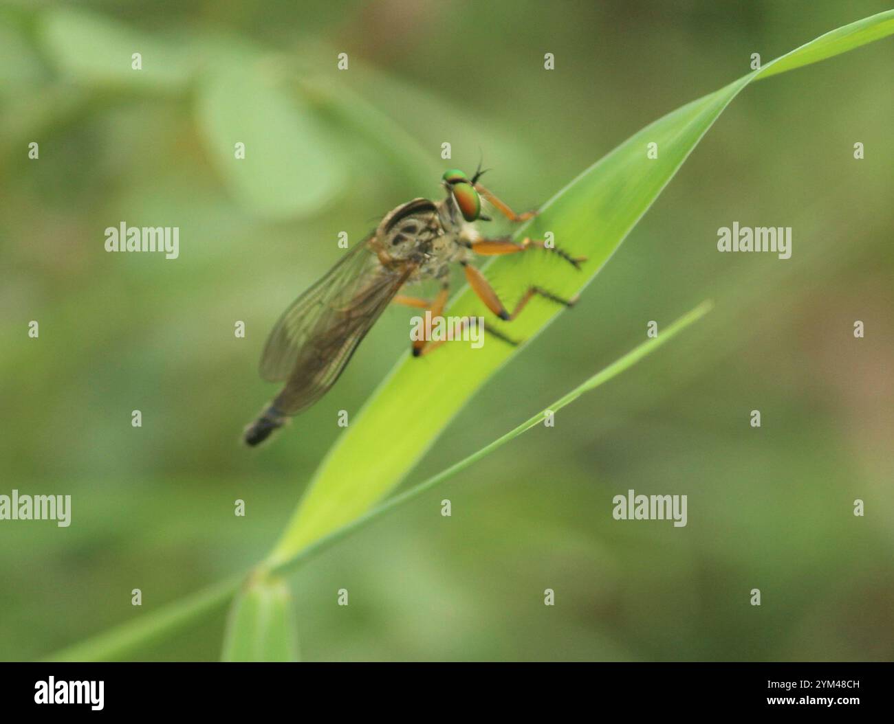 Cléphydroneura hi-res stock photography and images - Alamy