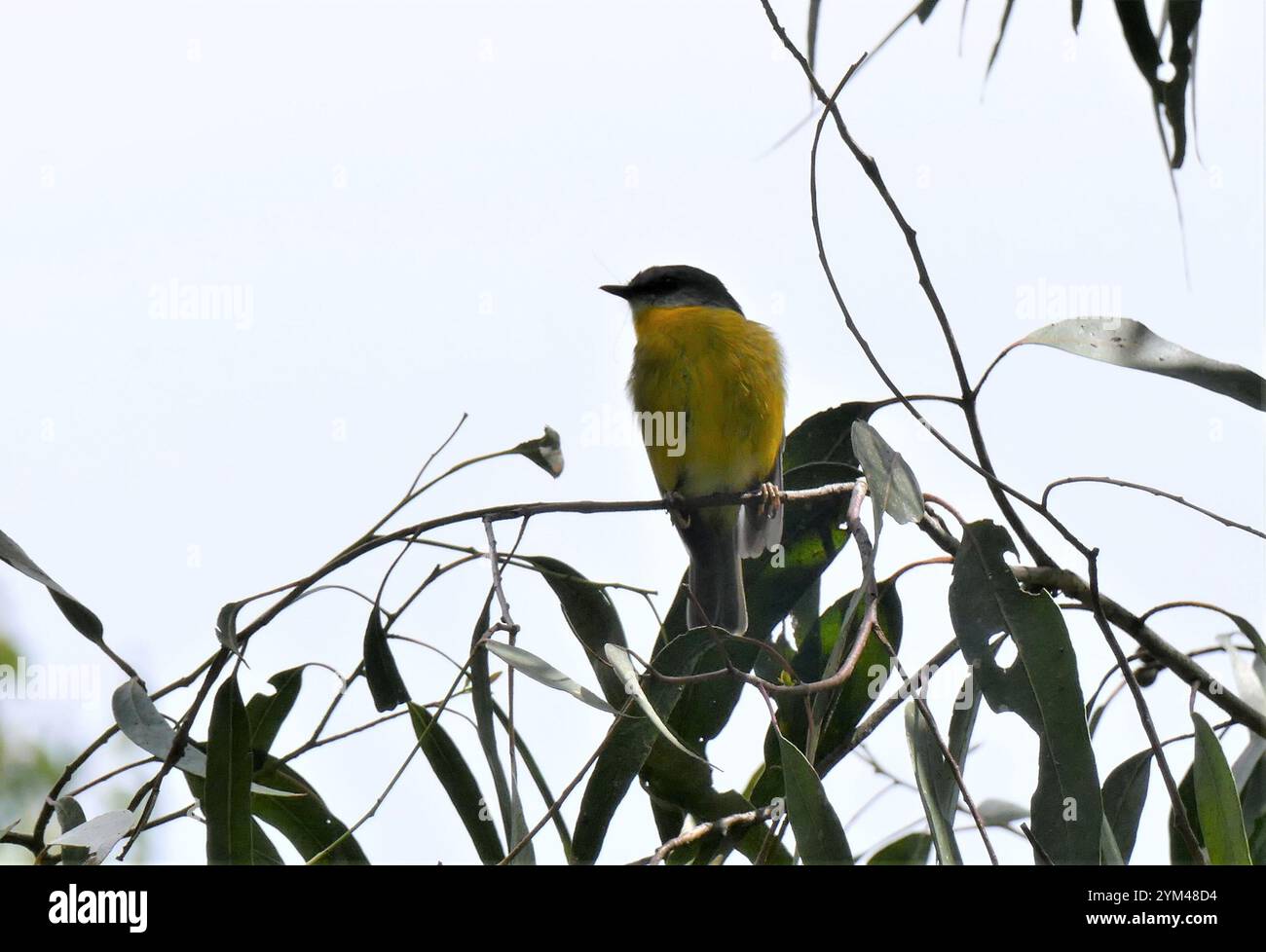Eastern Yellow Robin (Eopsaltria australis Stock Photo - Alamy