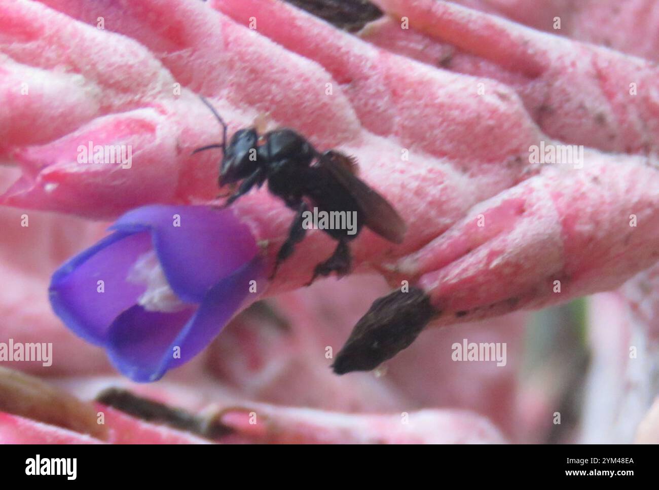 Spiny-legged Stingless bee (Trigona spinipes Stock Photo - Alamy