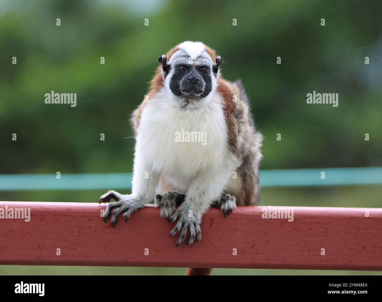 Geoffroy’s Tamarin (Saguinus geoffroyi Stock Photo - Alamy