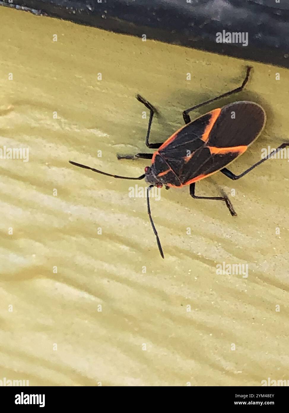 Eastern Boxelder Bug (Boisea trivittata Stock Photo - Alamy