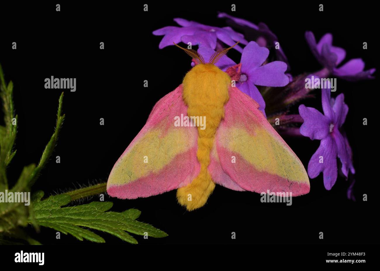 Rosy Maple Moth (Dryocampa rubicunda Stock Photo - Alamy