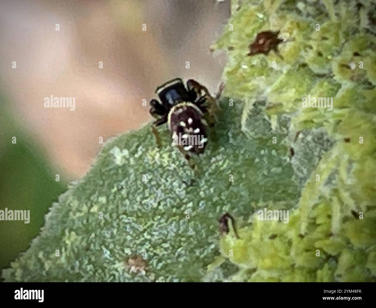 Golden Jumping Spider (Paraphidippus aurantius Stock Photo - Alamy