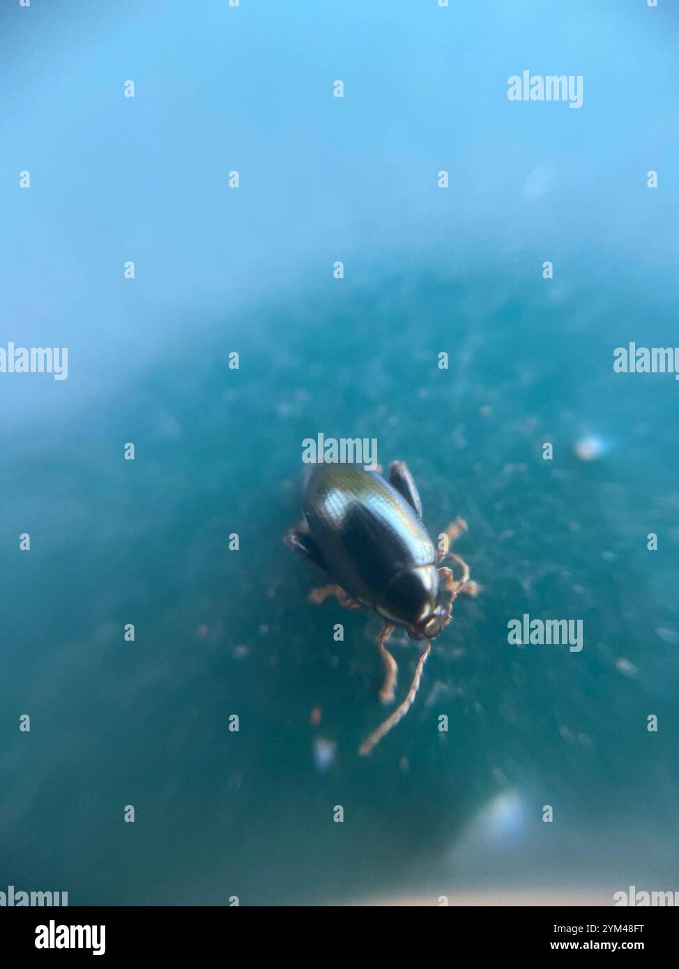 Cabbage-stem flea beetle (Psylliodes chrysocephala Stock Photo - Alamy