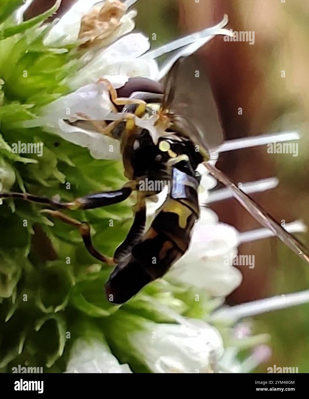 Eastern Calligrapher (Toxomerus geminatus Stock Photo - Alamy