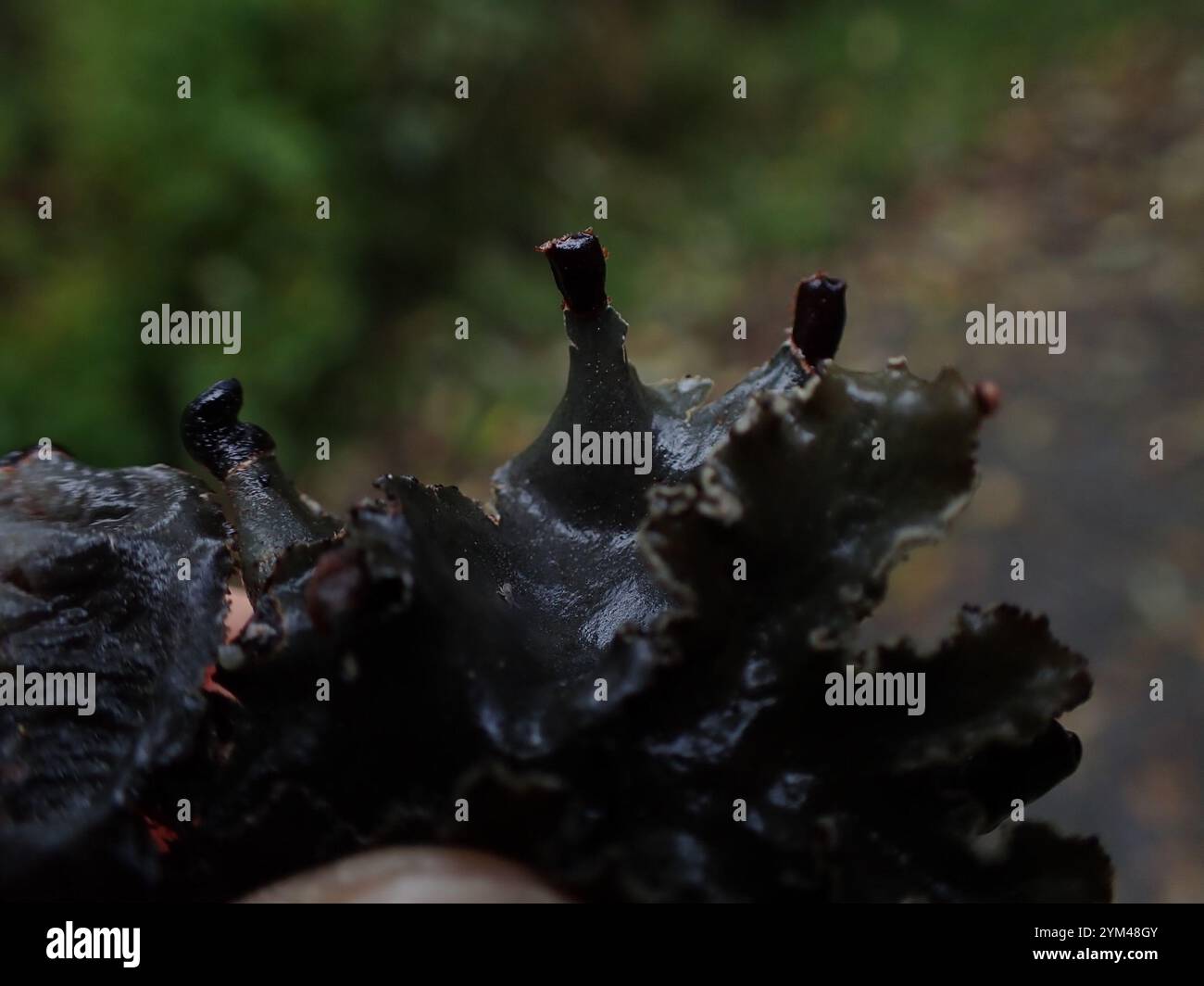 tree pelt lichen (Peltigera collina Stock Photo - Alamy