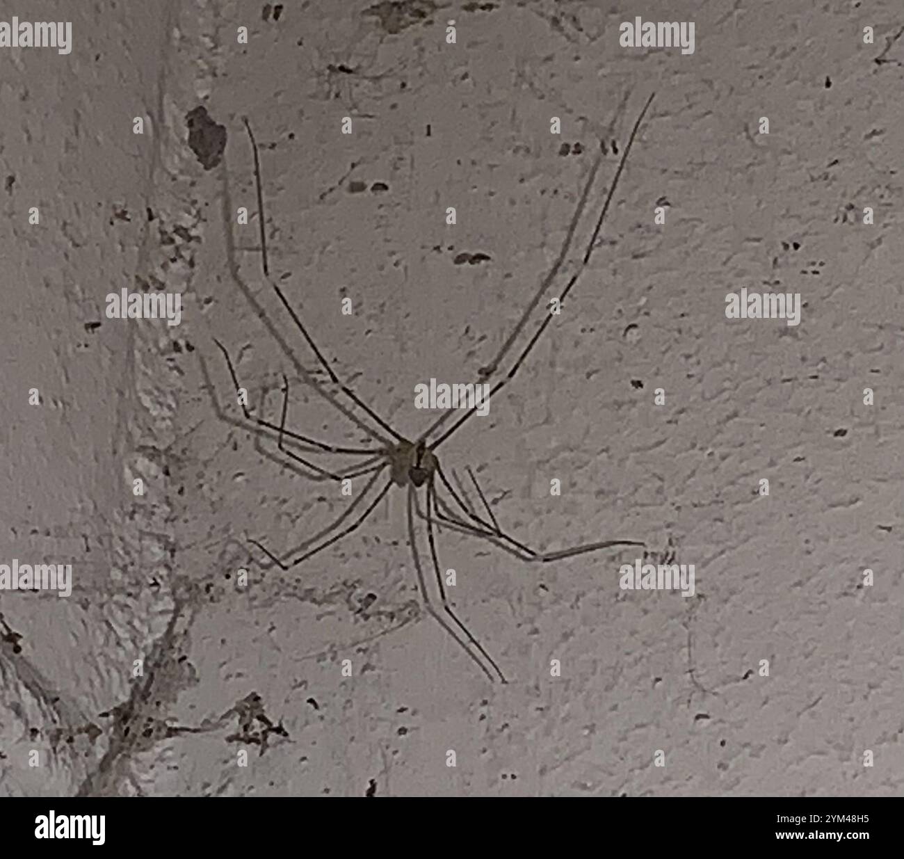 Cellar Spiders (Pholcidae Stock Photo - Alamy