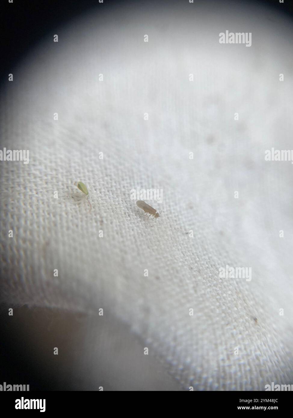 Barklice, Booklice, and Parasitic Lice (Psocodea Stock Photo - Alamy