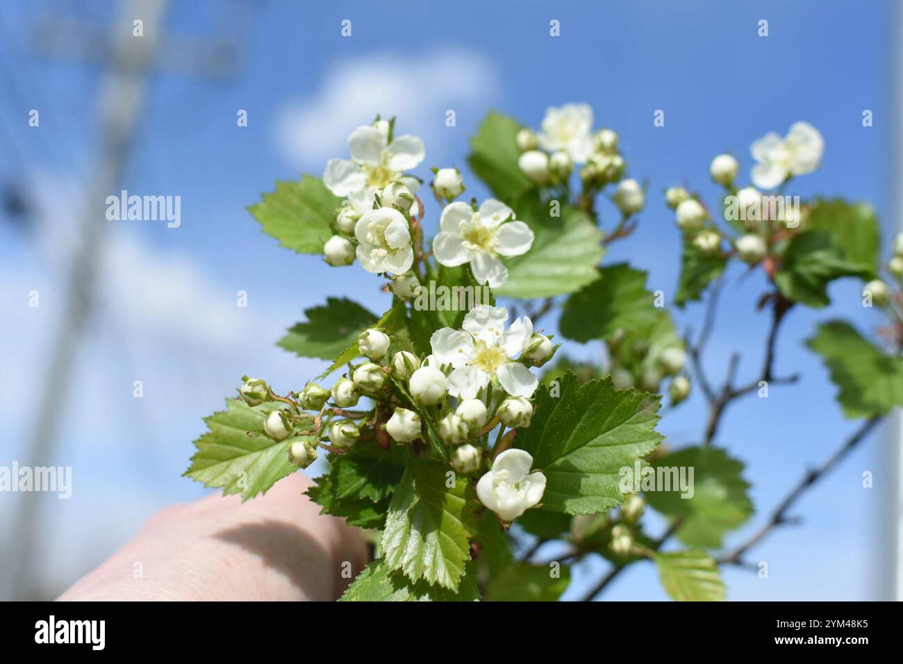 Glabrous-fruit Fireberry Hawthorn (Crataegus chrysocarpa phoeniceoides ...