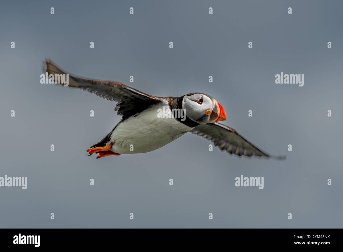 Seabird Species Atlantic Puffin (Fratercula arctica) Flies On The Isle ...