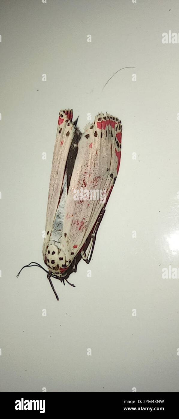 Ornate Bella Moth (Utetheisa ornatrix Stock Photo - Alamy