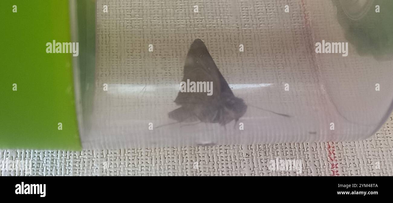 Pale Small-branded Swift (Pelopidas thrax Stock Photo - Alamy