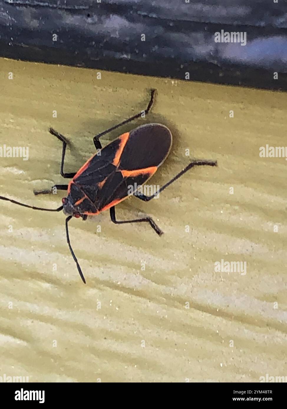 Eastern Boxelder Bug (Boisea trivittata Stock Photo - Alamy